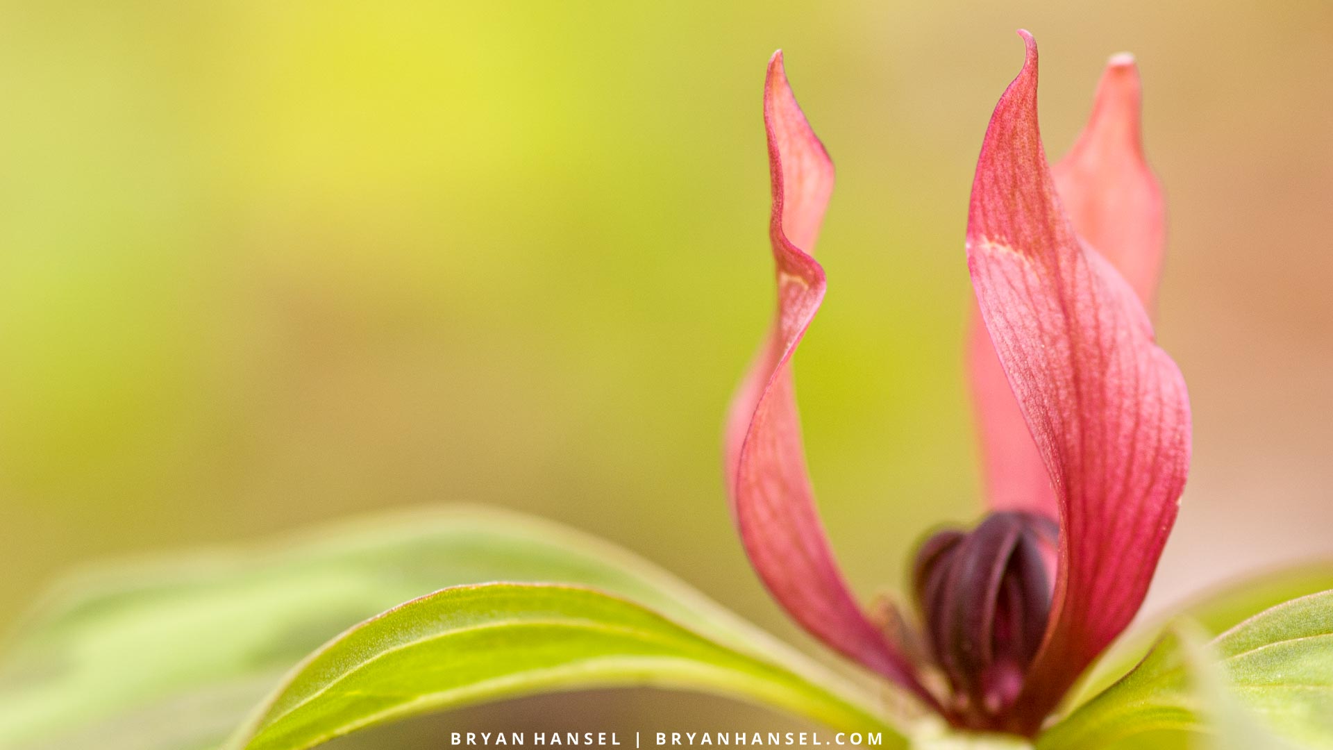 Get Free Zoom Backgrounds from the North Shore of Minnesota
